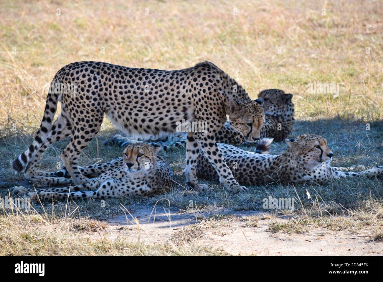 group of cheetahs in the savannah Stock Photo - Alamy