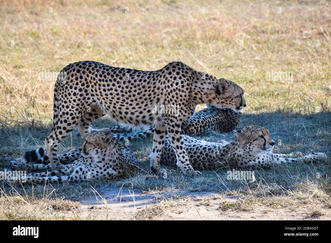 group of cheetahs in the savannah Stock Photo - Alamy