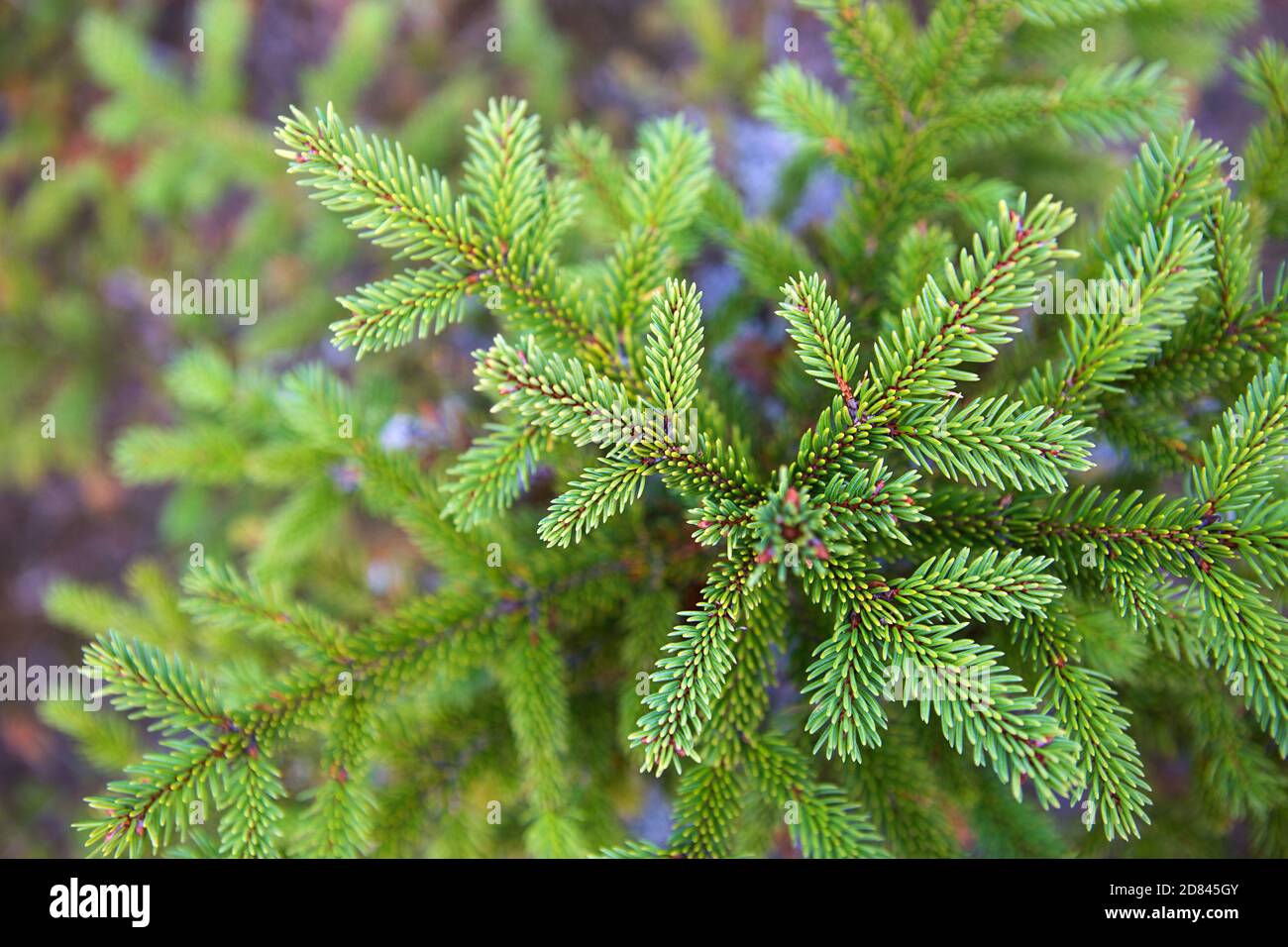 Spruce branch with short needles close-up. Natural background, green ...