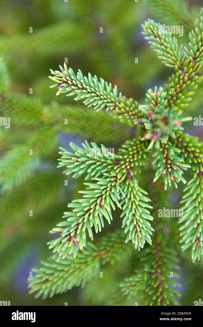 Spruce branch with short needles close-up. Natural background, green ...