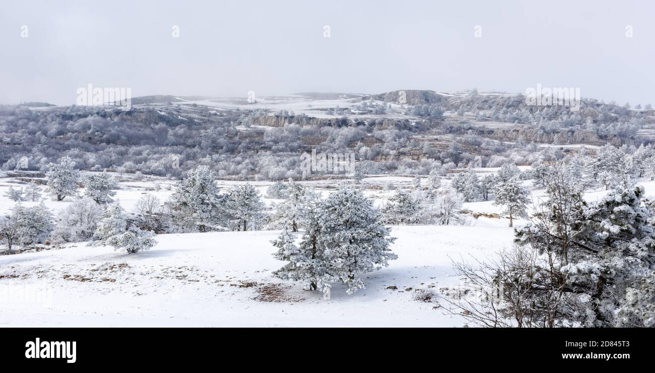Panorama of winter landscape with snow-covered pine forest in the ...