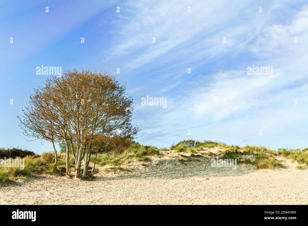 Studlands nature reserve hi-res stock photography and images - Alamy