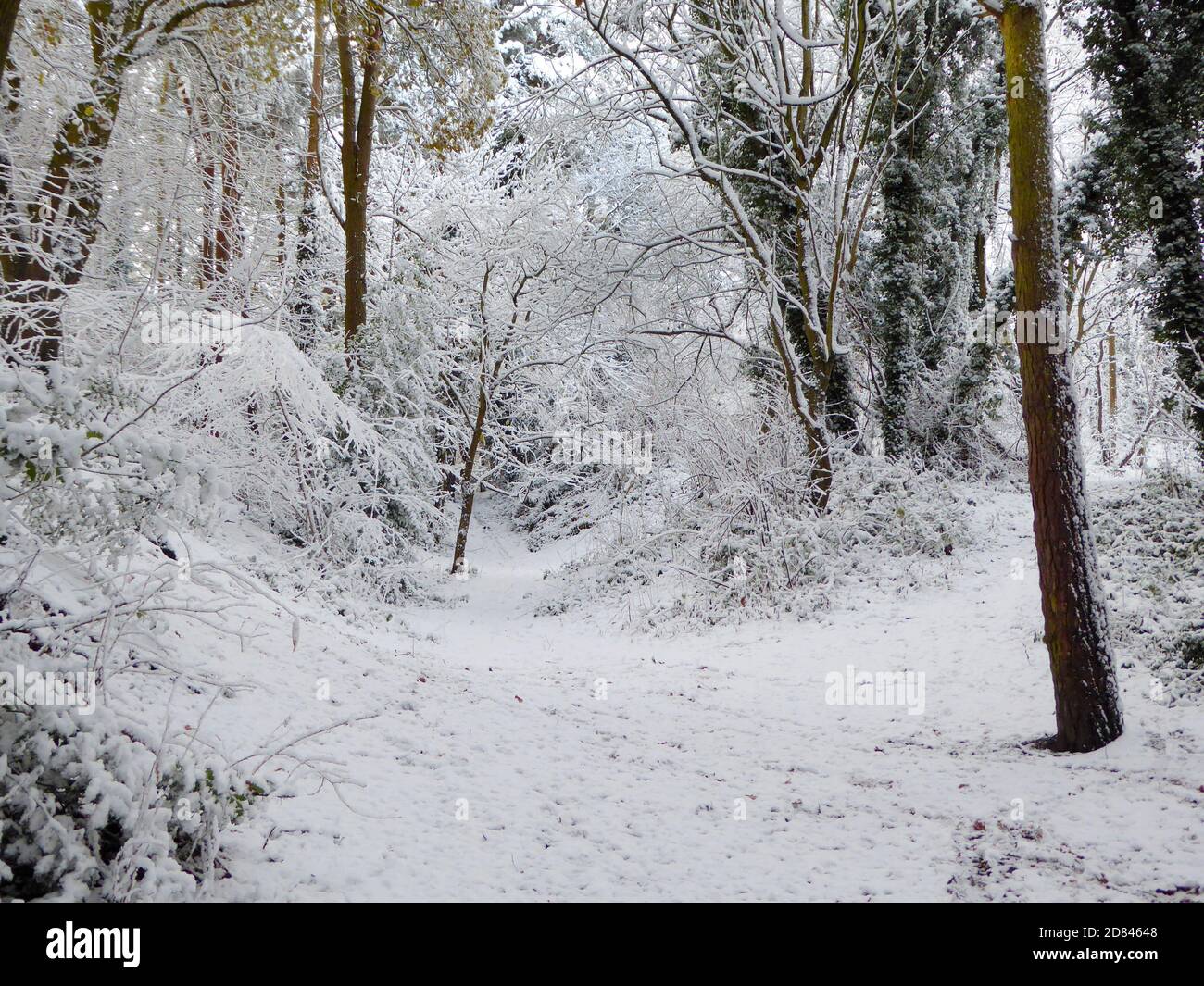 A beautiful winter snow scene in woods. tree lined pathway covered with ...