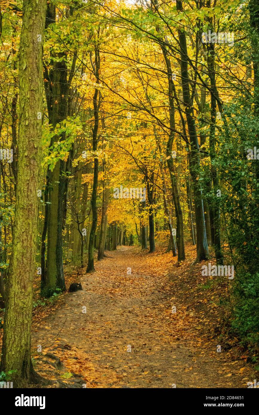 A wet autumnal day in the ancient Gillfield Wood, Totley, on the ...