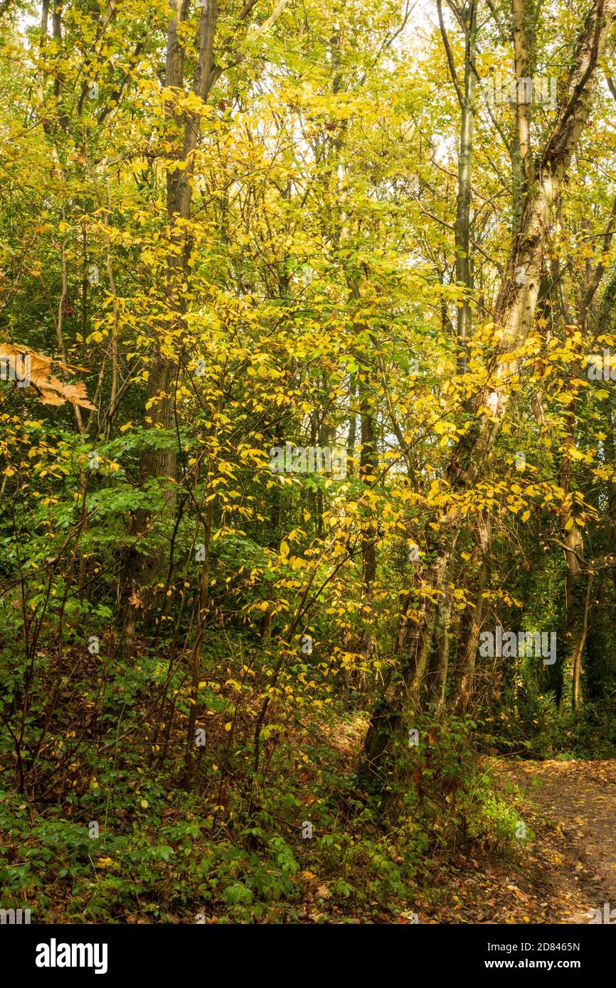 A wet autumnal day in the ancient Gillfield Wood, Totley, on the ...