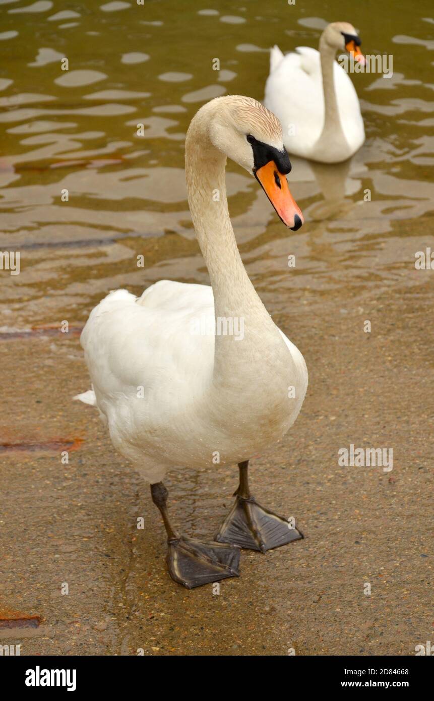 close up of elegant white swan with bright orange beak, standing at ...