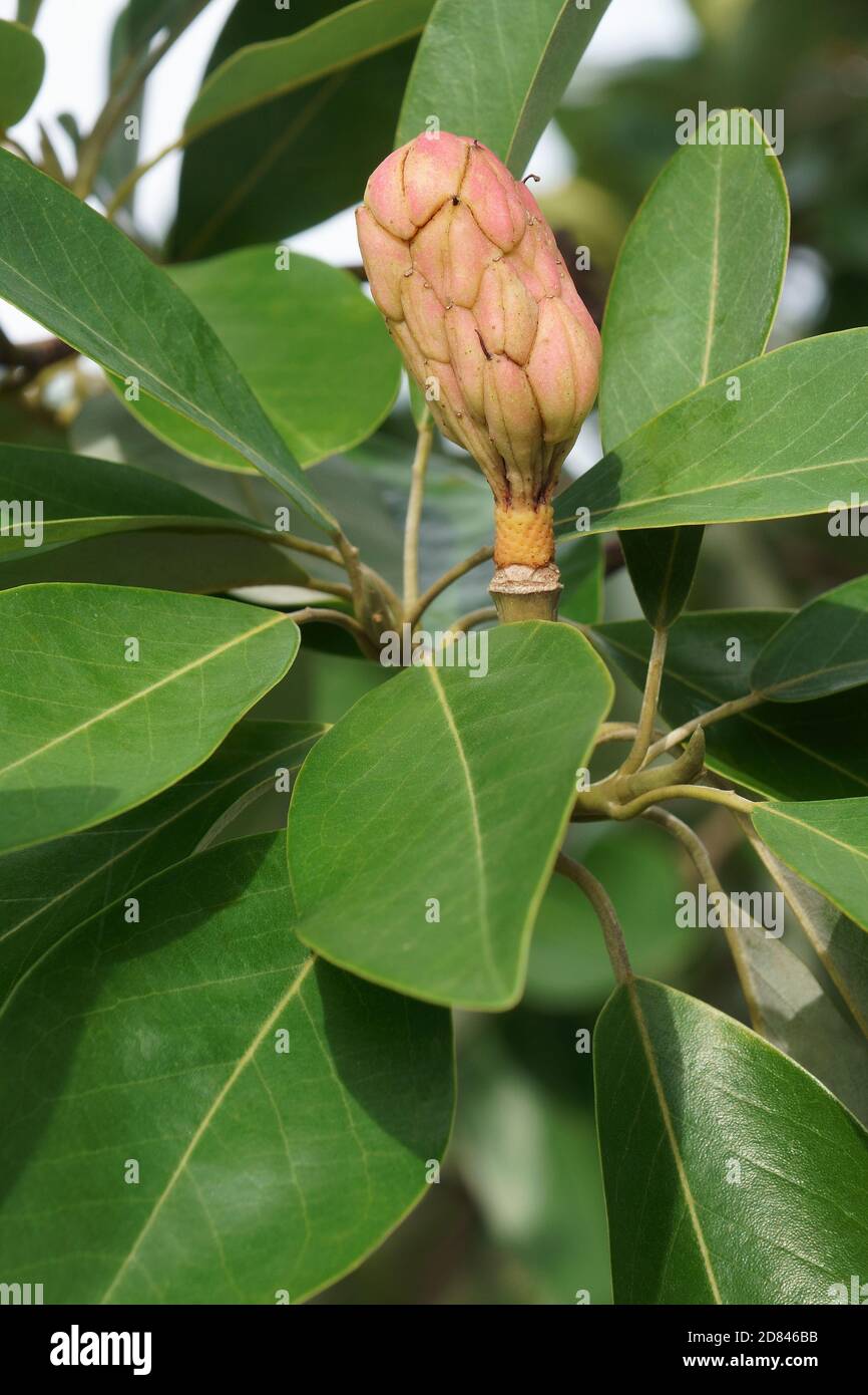 Sweetbay magnolia (Magnolia virginiana). Called Sweetbay, Laurel ...