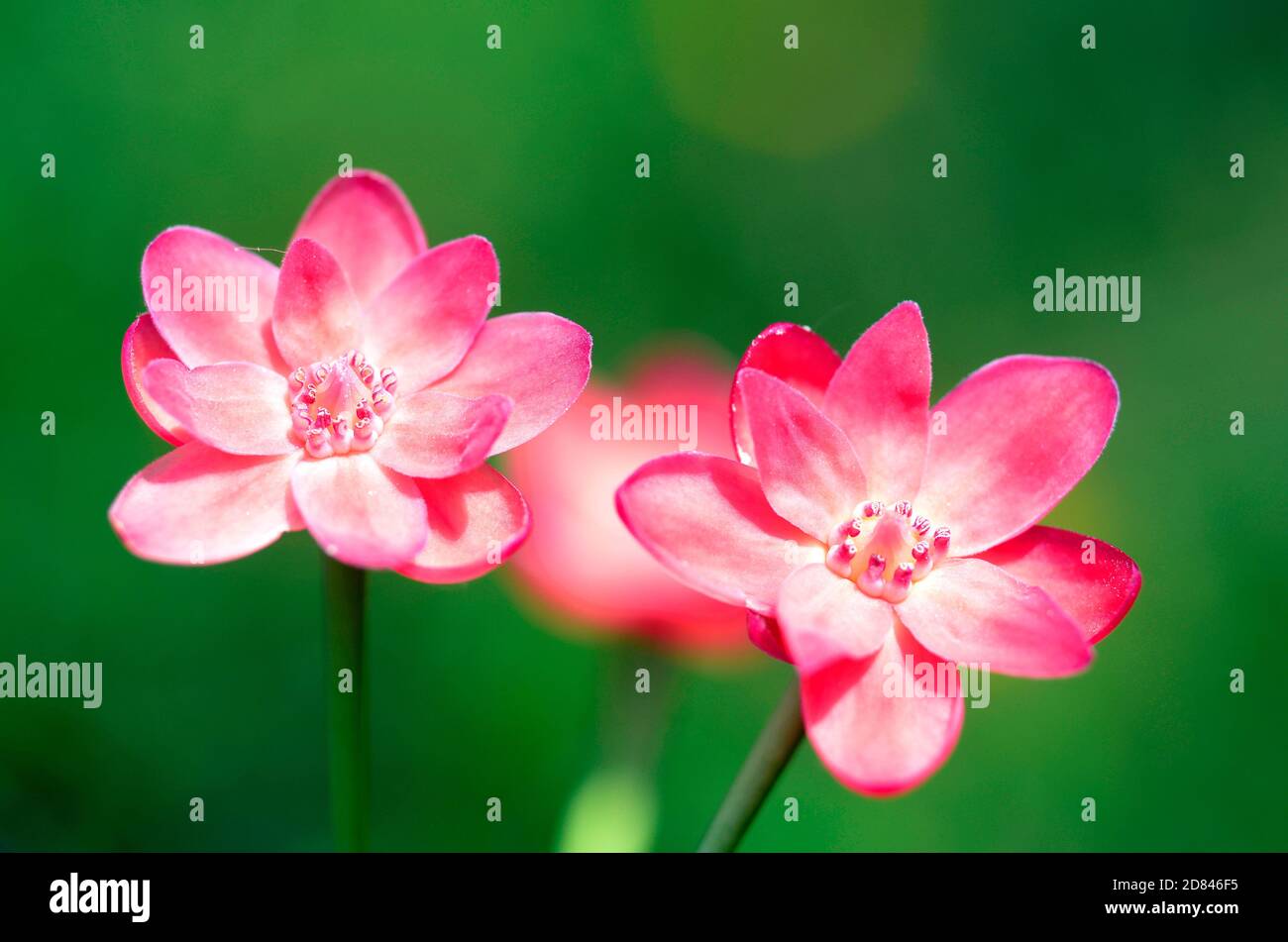 Flowers of Henry's star anise (Illicium Henryi) native to southern ...