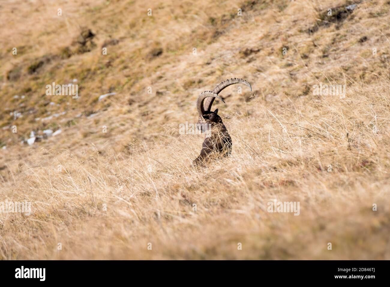 giant male ibex on a ridge in the bernese alps Stock Photo - Alamy