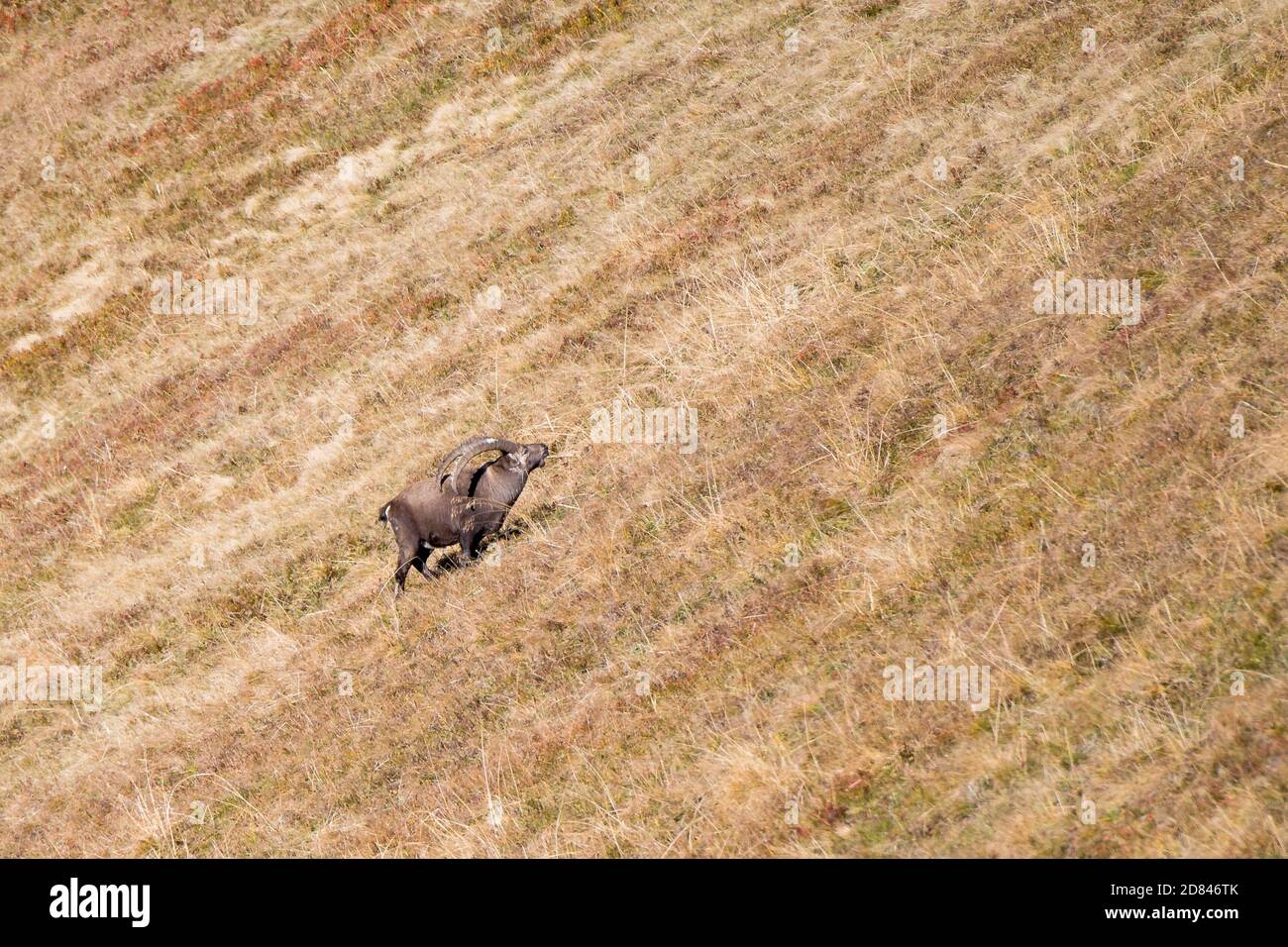giant male ibex on a ridge in the bernese alps Stock Photo - Alamy