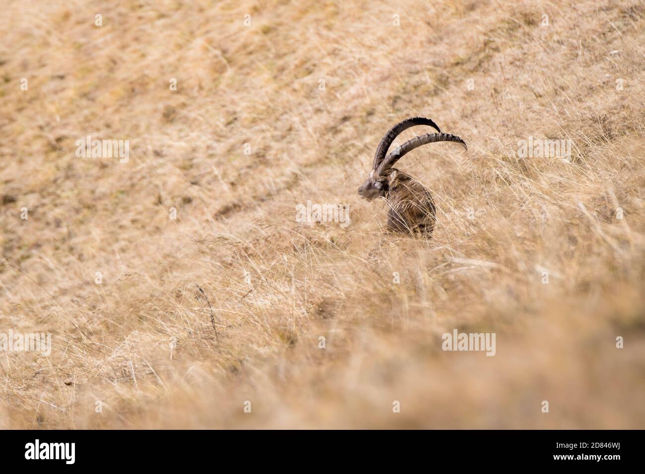 giant male ibex on a ridge in the bernese alps Stock Photo - Alamy