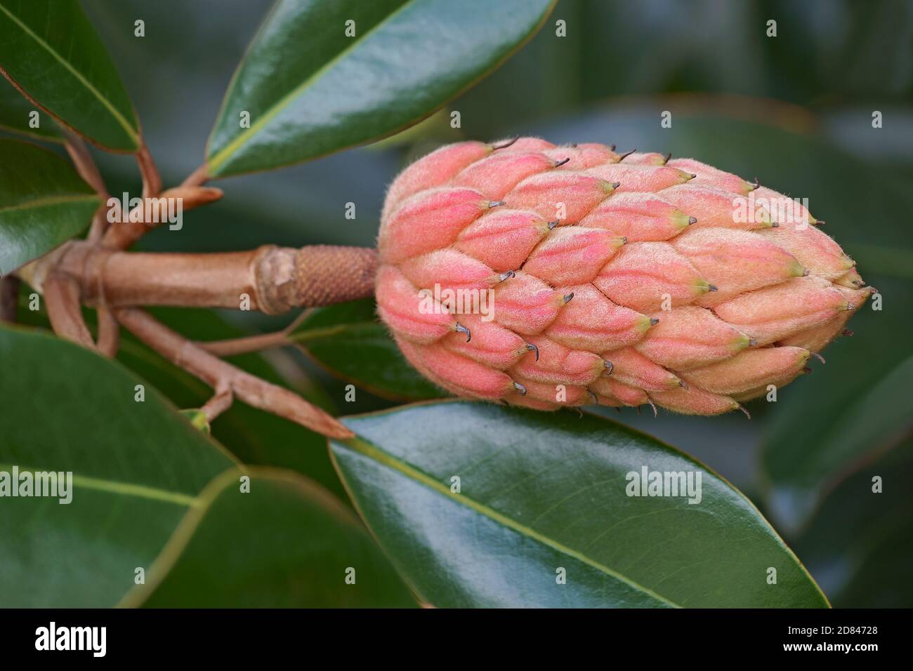 Loblolly bay tree hi-res stock photography and images - Alamy