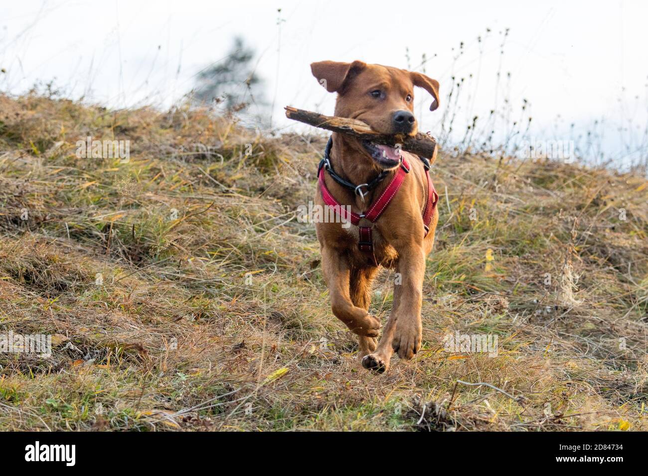 young brown labrador running with wooden stick in his mouth Stock Photo ...