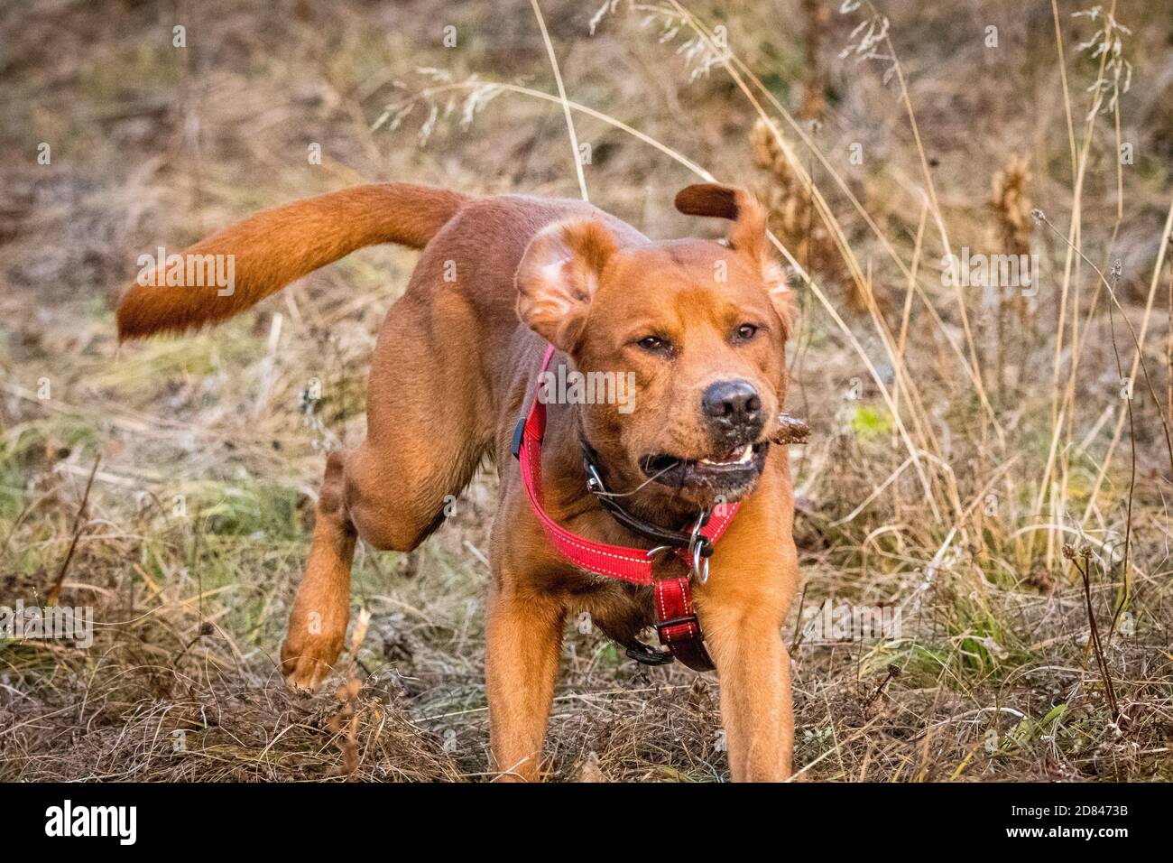 young brown labrador running with wooden stick in his mouth Stock Photo ...