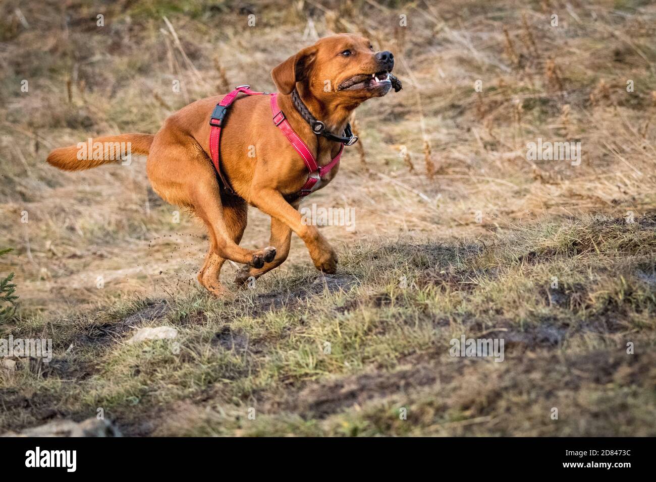 young brown labrador running with wooden stick in his mouth Stock Photo ...