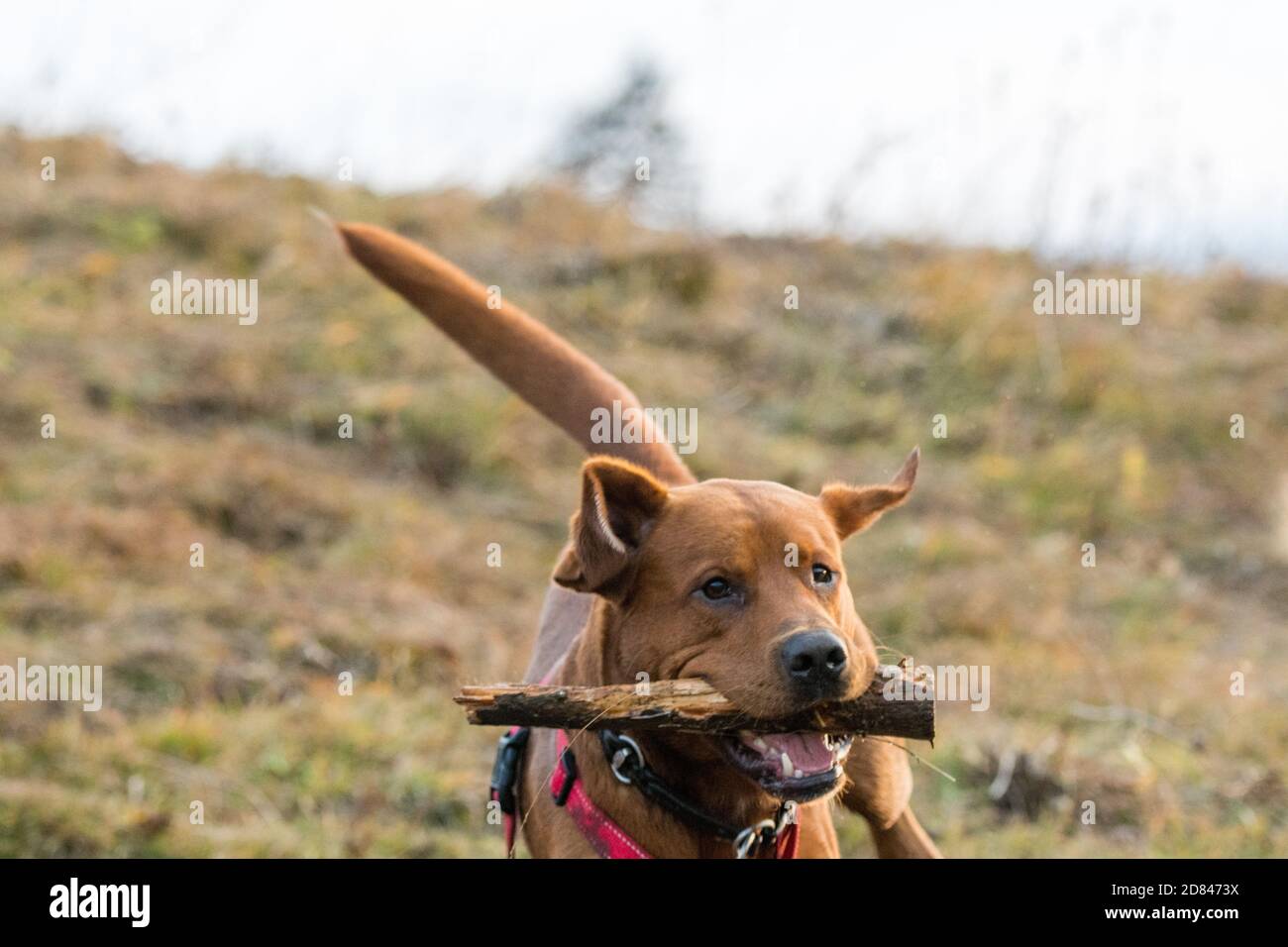young brown labrador running with wooden stick in his mouth Stock Photo ...