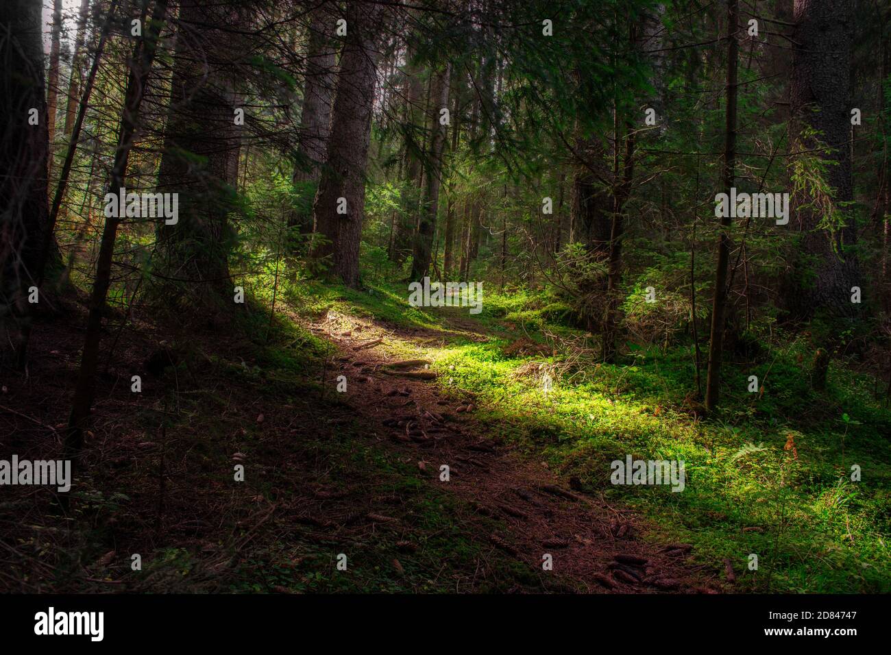Bright sunlight in forest hi-res stock photography and images - Alamy