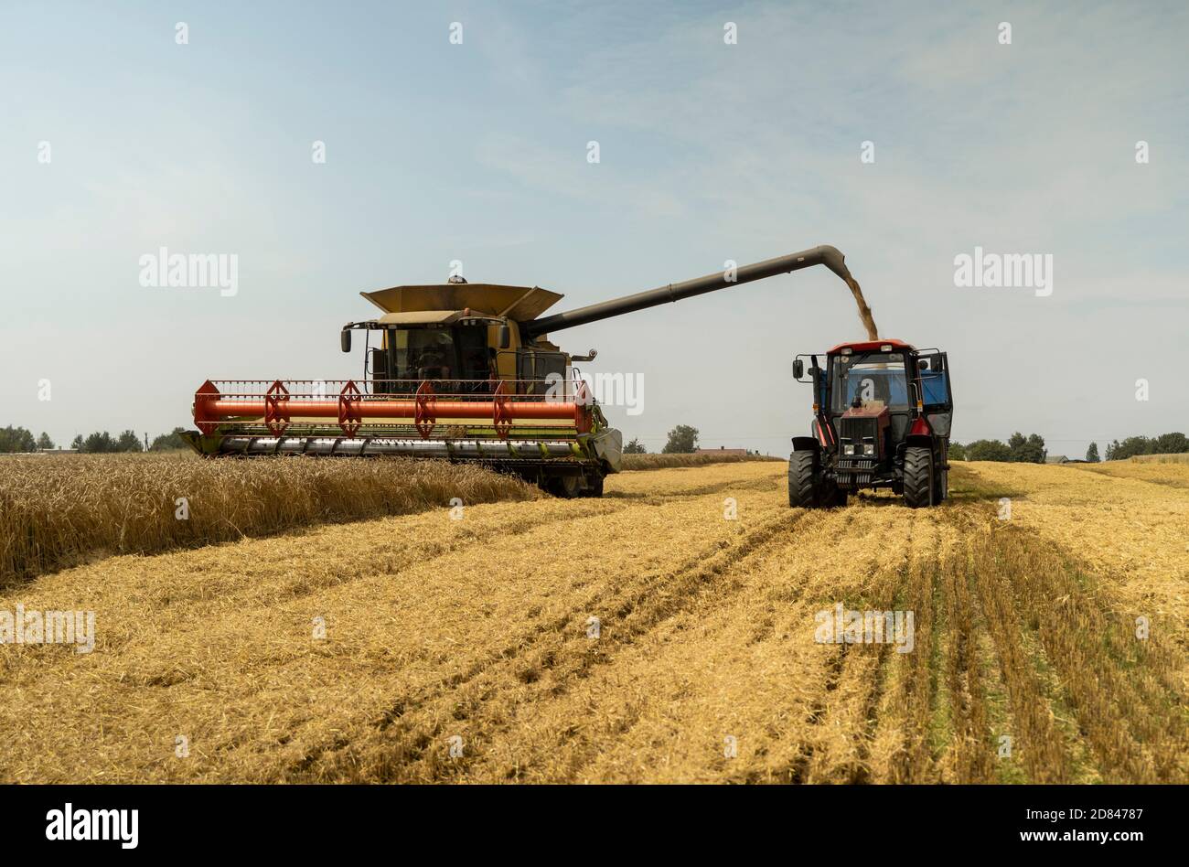 Combine harvester agriculture machine harvesting golden ripe wheat ...