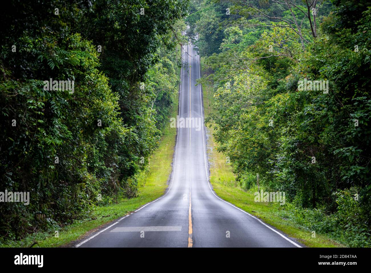 Trees in line inside forest hi-res stock photography and images - Alamy