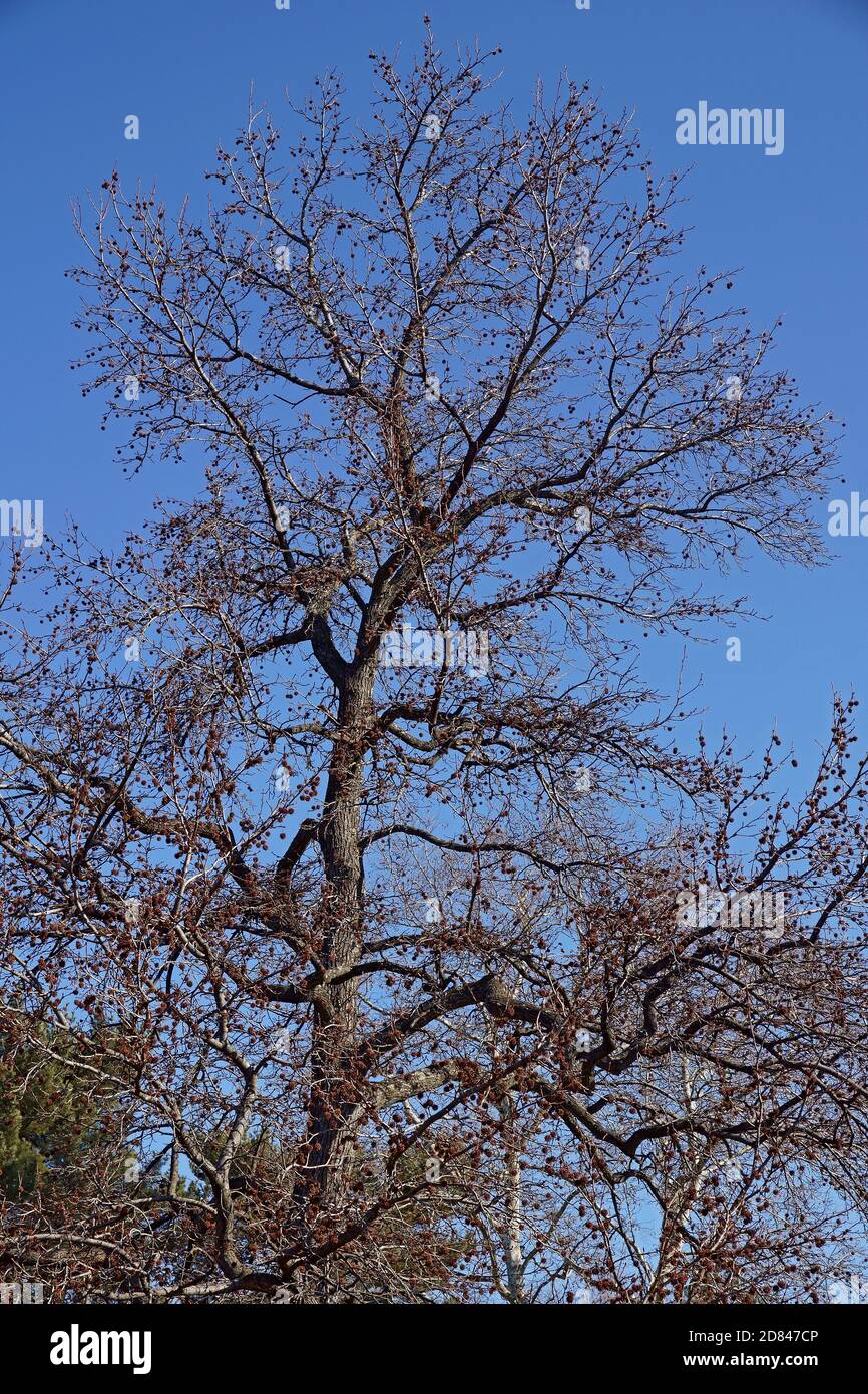 American sweetgum (Liquidambar styraciflua). Known also as Redgum ...