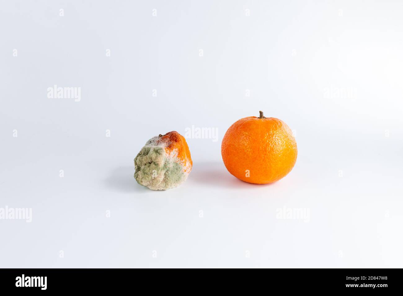 moldy rotten orange and one fresh tangerine on a white background ...