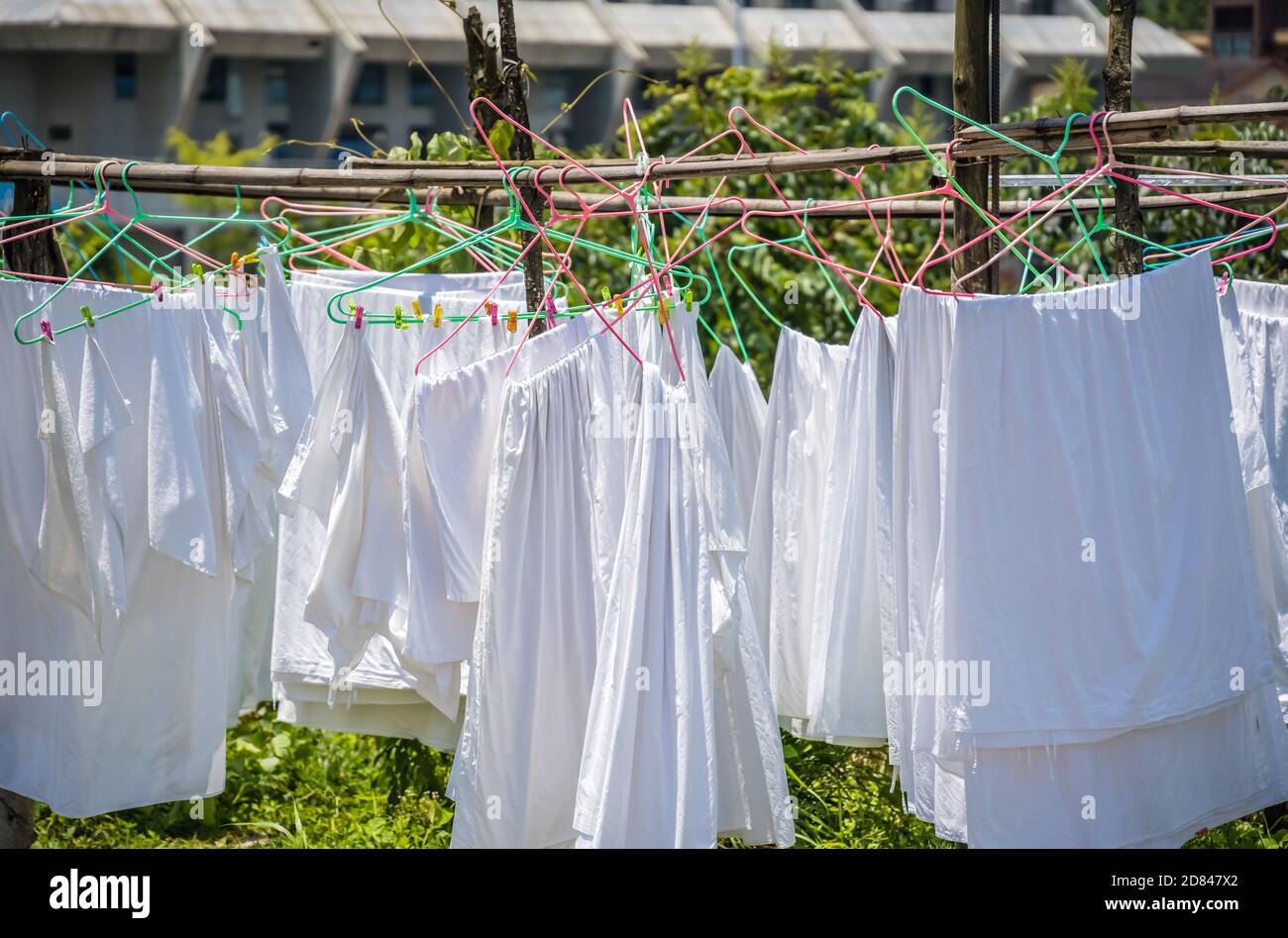 Hanging wet washed and clean bedsheets on a clothesline to dry outdoors ...