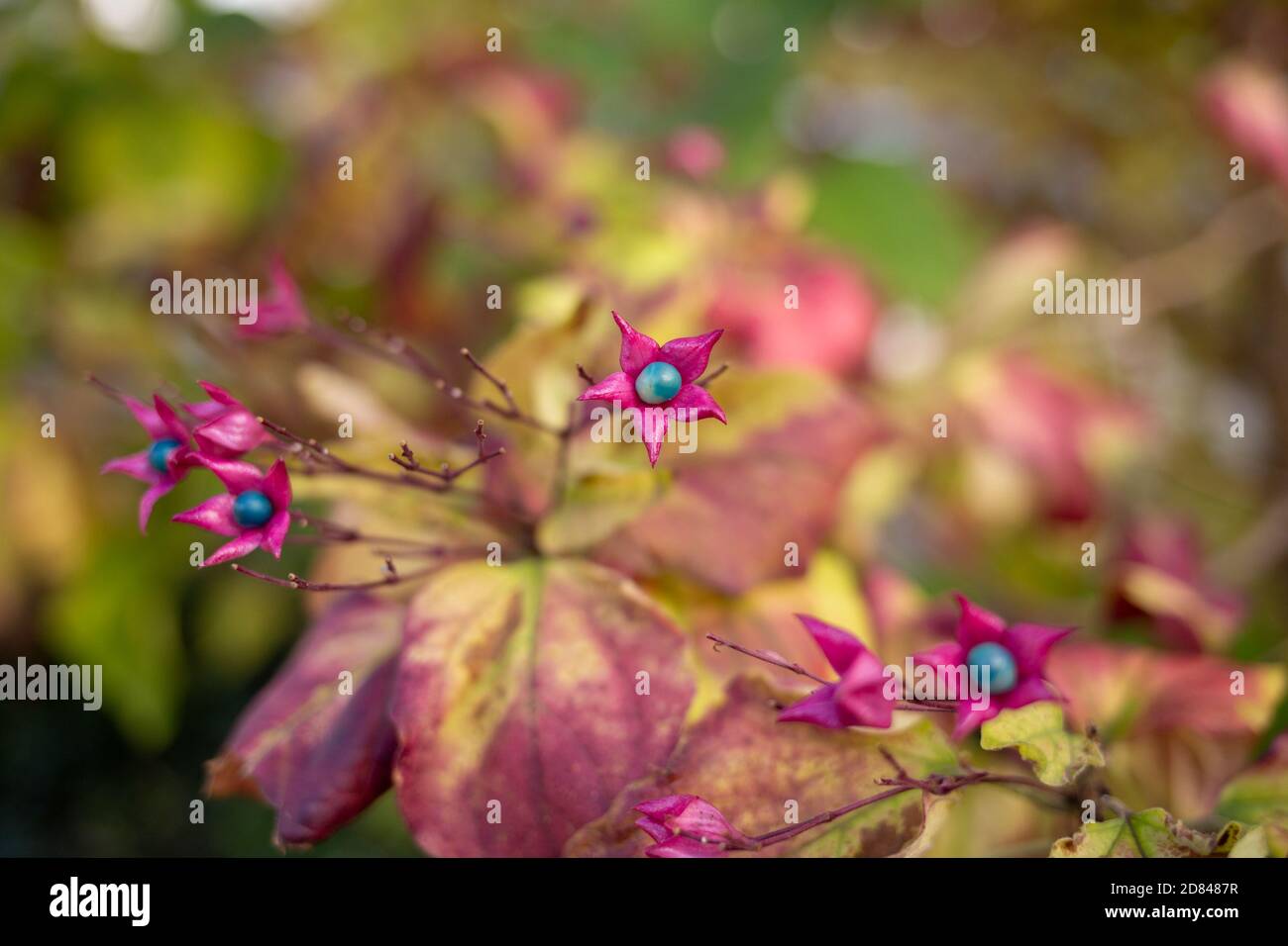 natural background of exotic color plants purple and cyan contrast ...