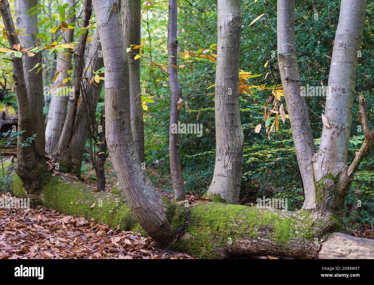 New trees grow from the trunk of a fallen beech tree, Burnham Beeches ...