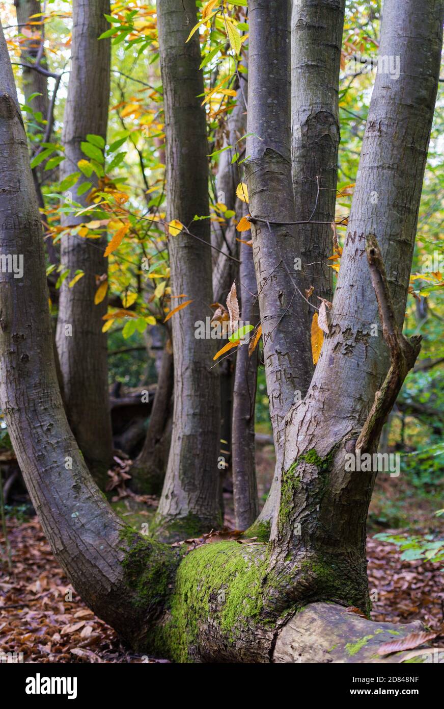 New trees grow from the trunk of a fallen beech tree, Burnham Beeches ...