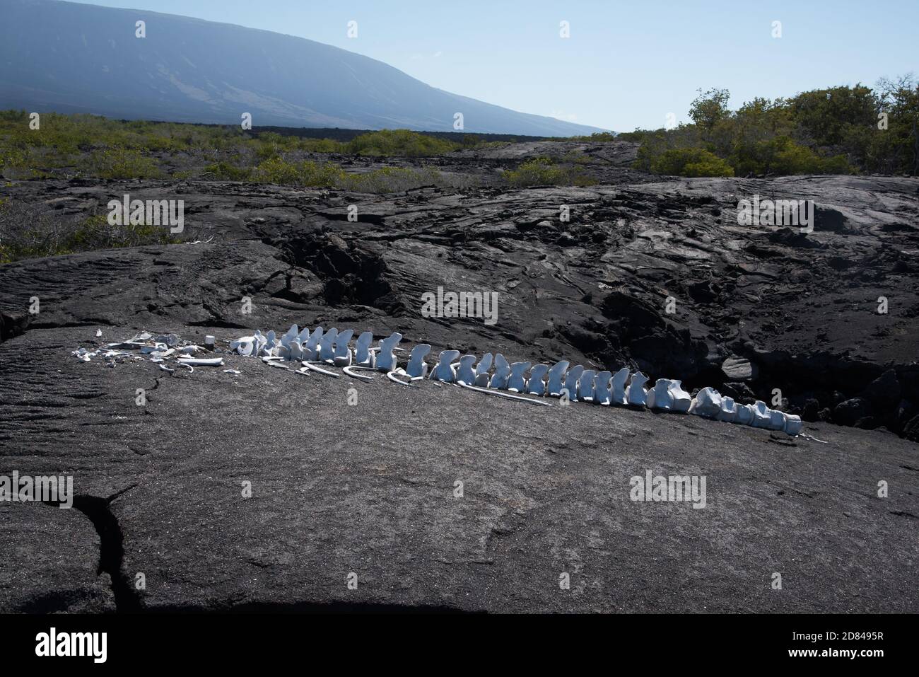 Whale skeleton on Fernandina which is the youngest ov the Galapagos ...