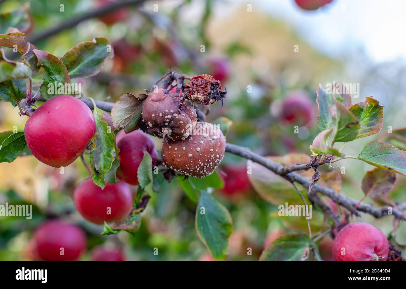 Shriveled apples on branch hi-res stock photography and images - Alamy