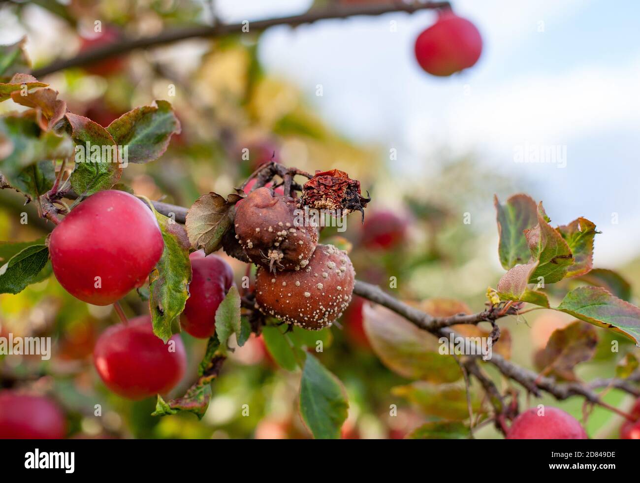 Shriveled apples on the branches of pick-your-own apple trees at ...