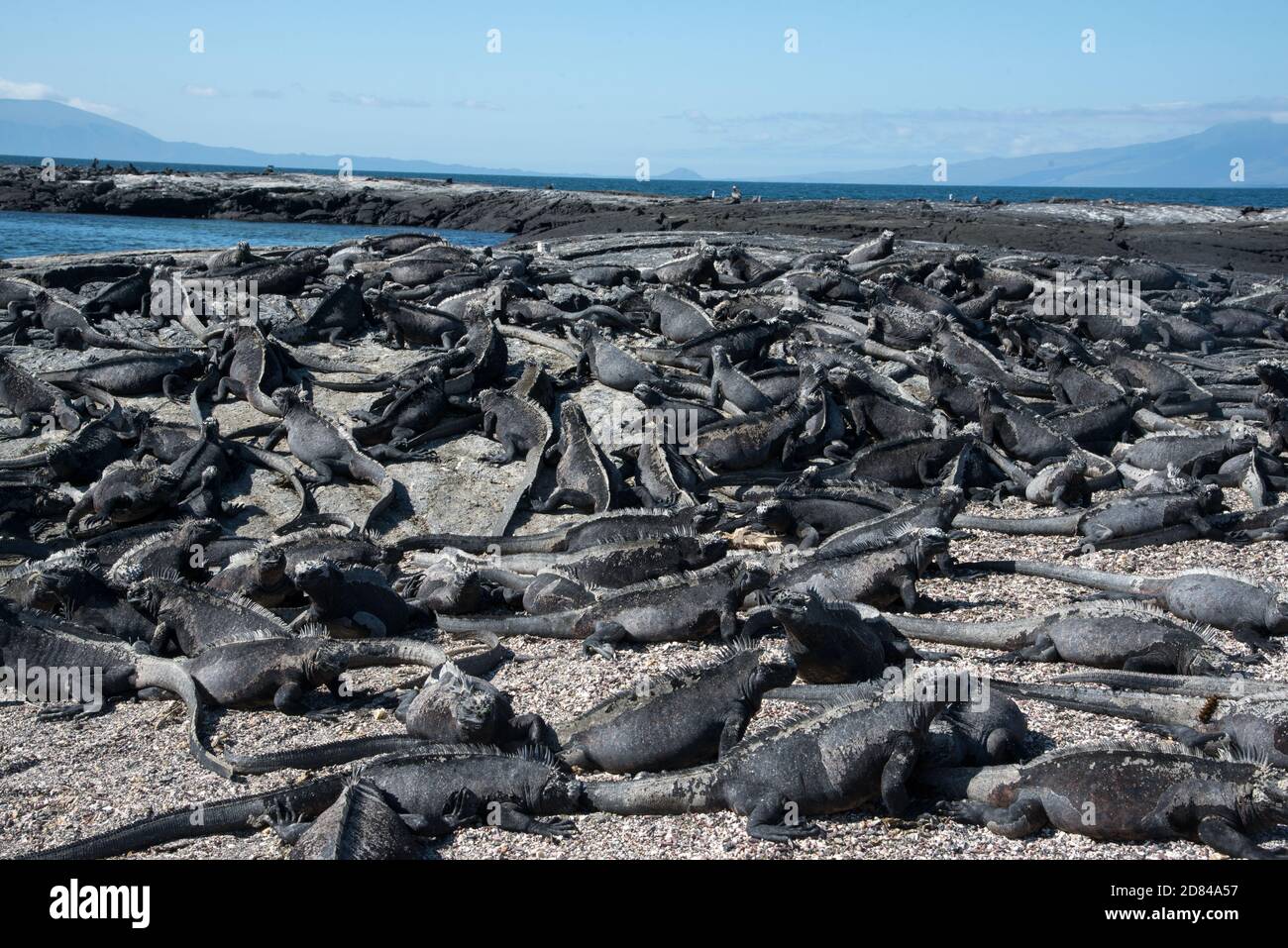 Marina iguana hi-res stock photography and images - Alamy