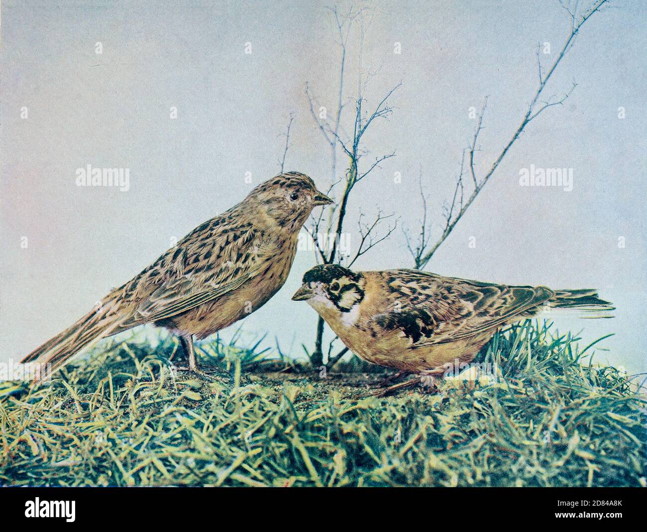 Smiths longspurs hi-res stock photography and images - Alamy