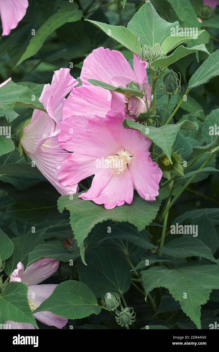 Rose mallow (Hibiscus moscheutos). Called Swamp rose-mallow ...