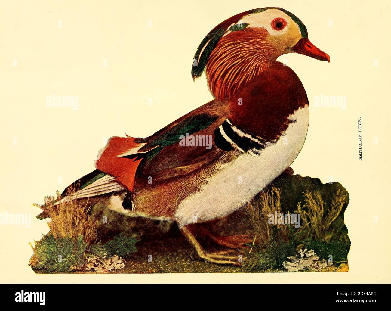 Species illustration american birds hi-res stock photography and images ...