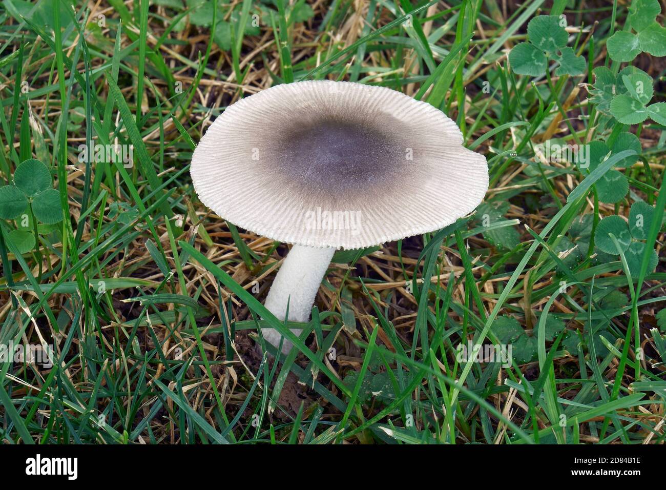 Grisette amanita vaginata hi-res stock photography and images - Alamy