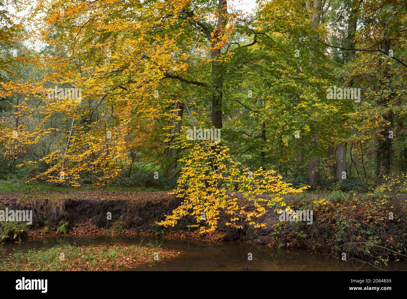Hanging beech hi-res stock photography and images - Alamy