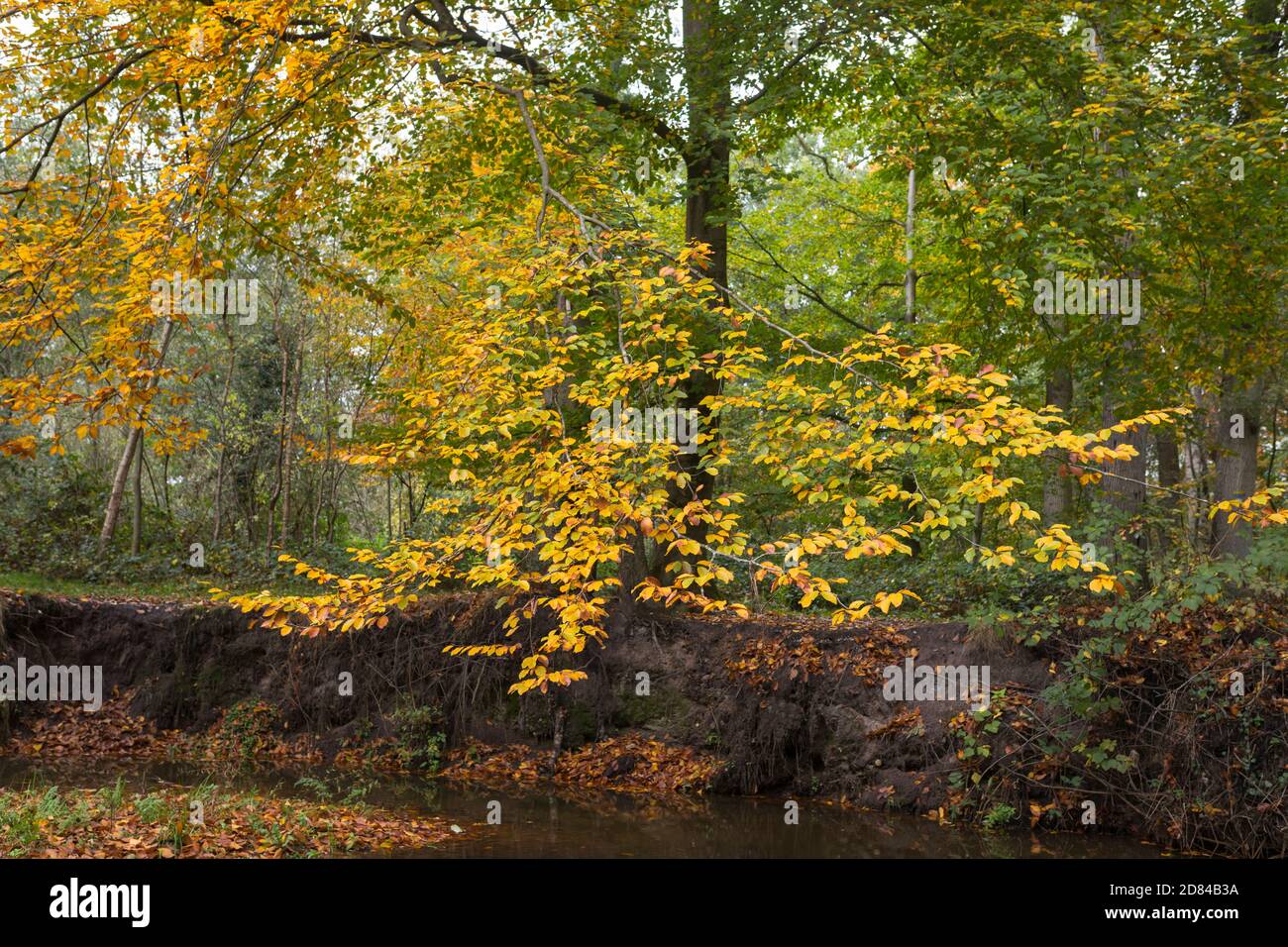 Colorful leaves of a beech tree hanging over a little river in autumn ...