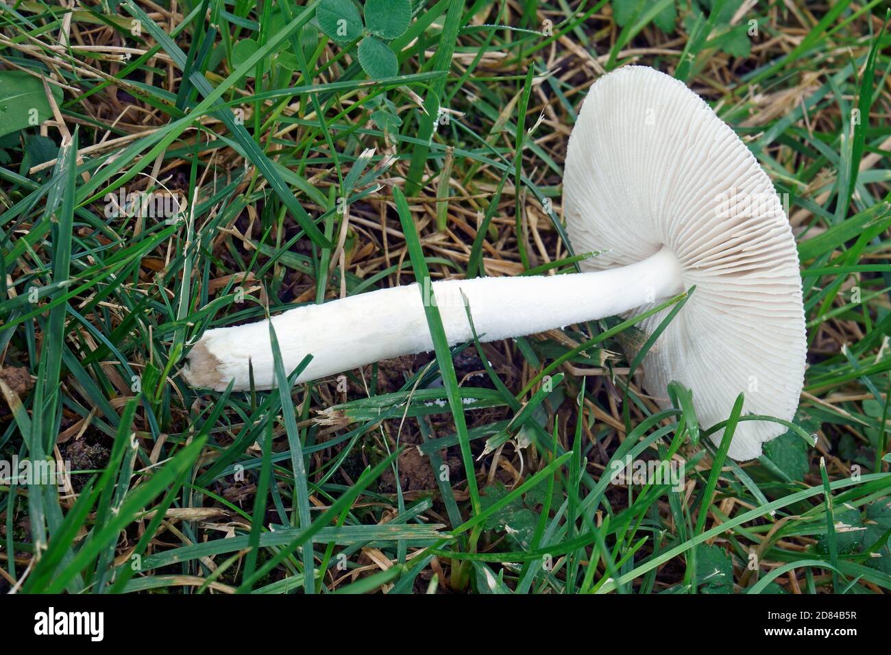 Grisette mushroom (Amanita vaginata Stock Photo - Alamy