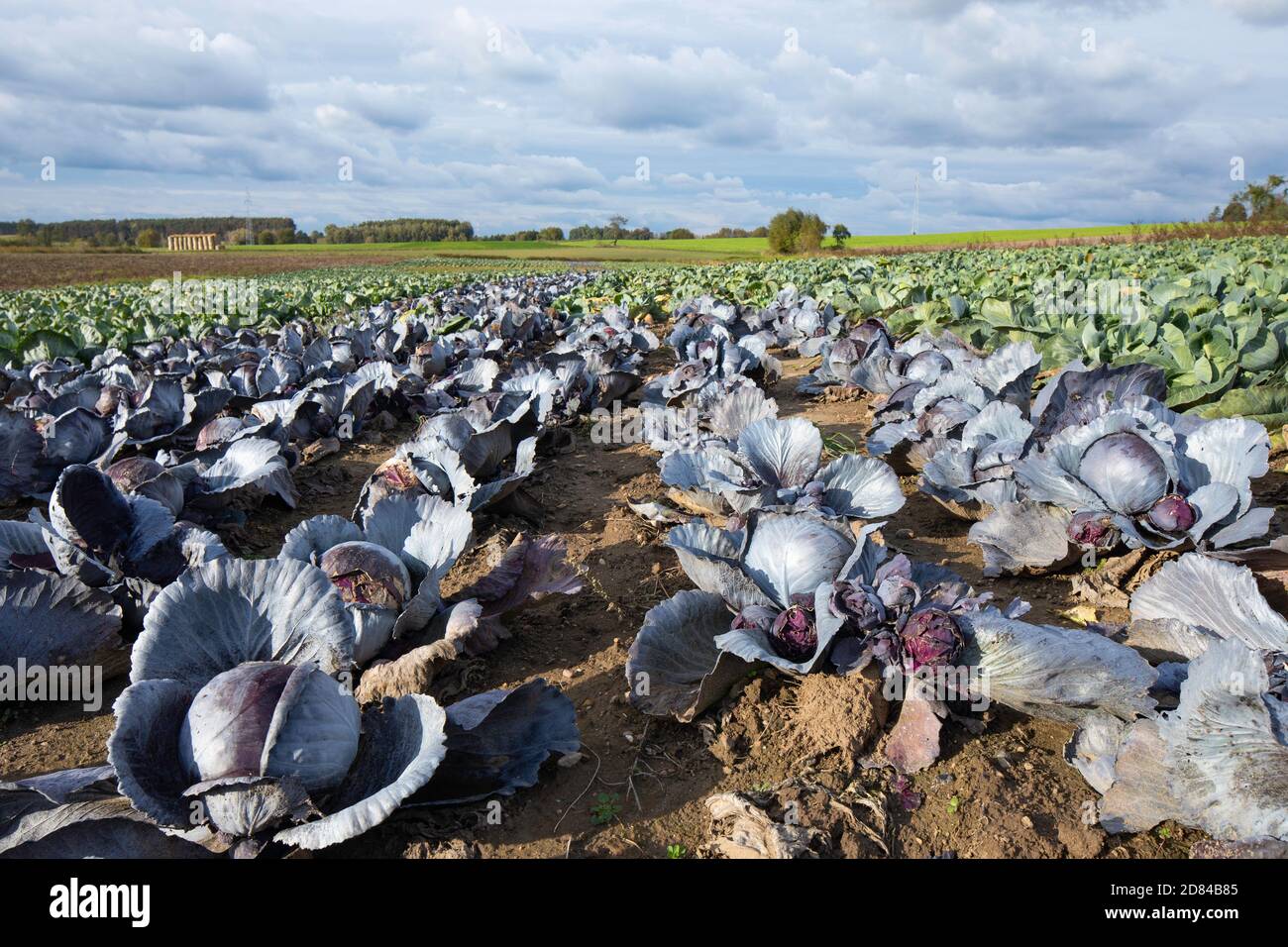 Red cabbage field in autumn, agriculture in Poland Stock Photo - Alamy