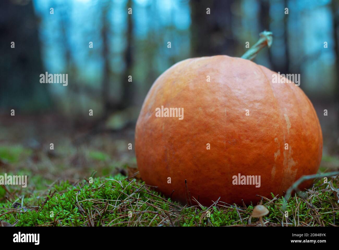 Autumn tree pumpkin leaves landscape hi-res stock photography and ...