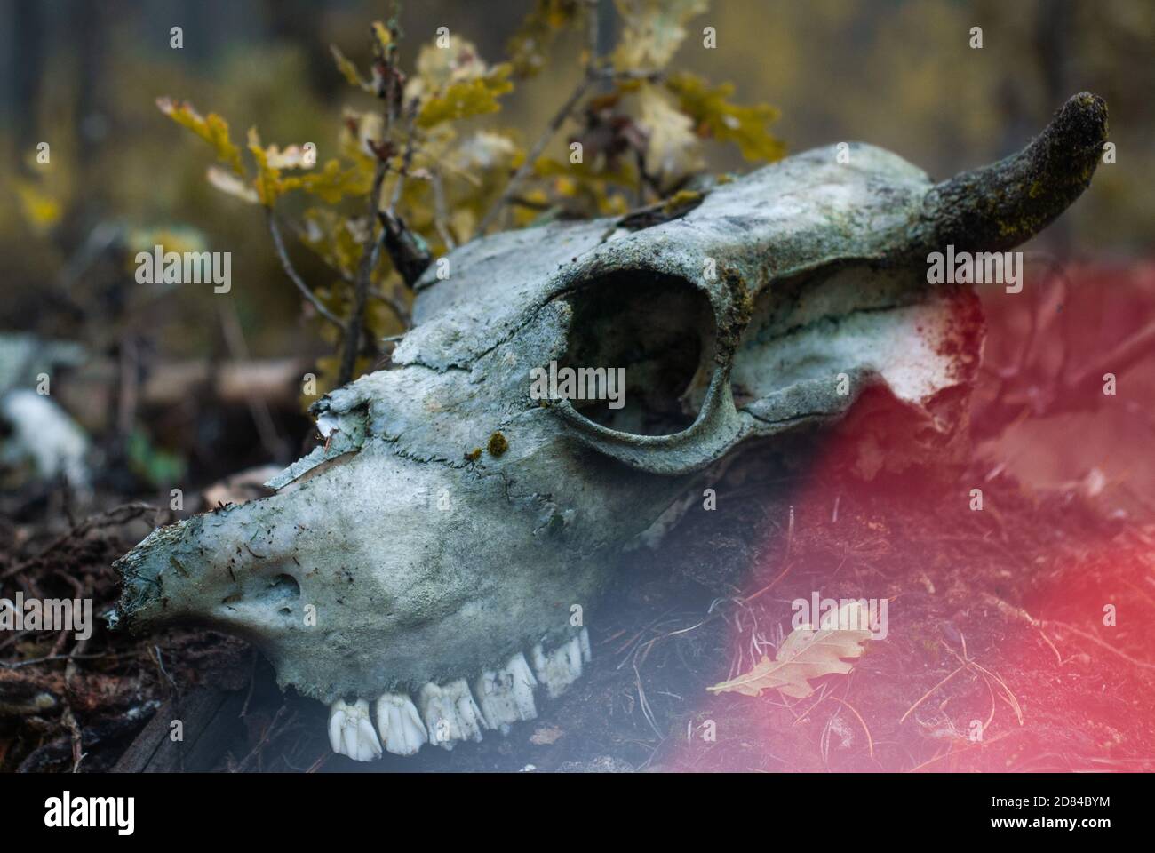 An old bull skull in a dark forest, a composition for Halloween Stock ...