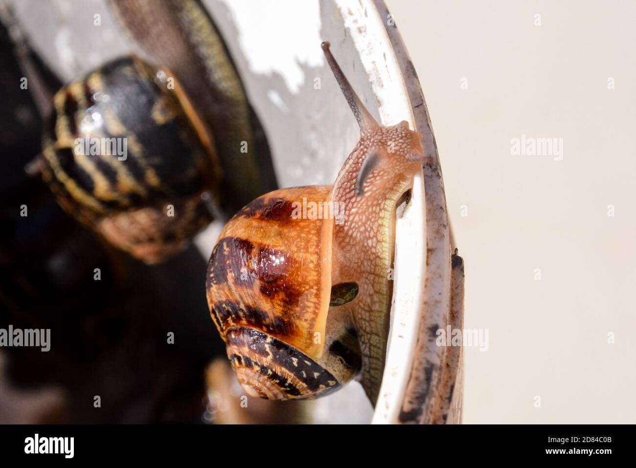 Edible snail escargot Stock Photo - Alamy