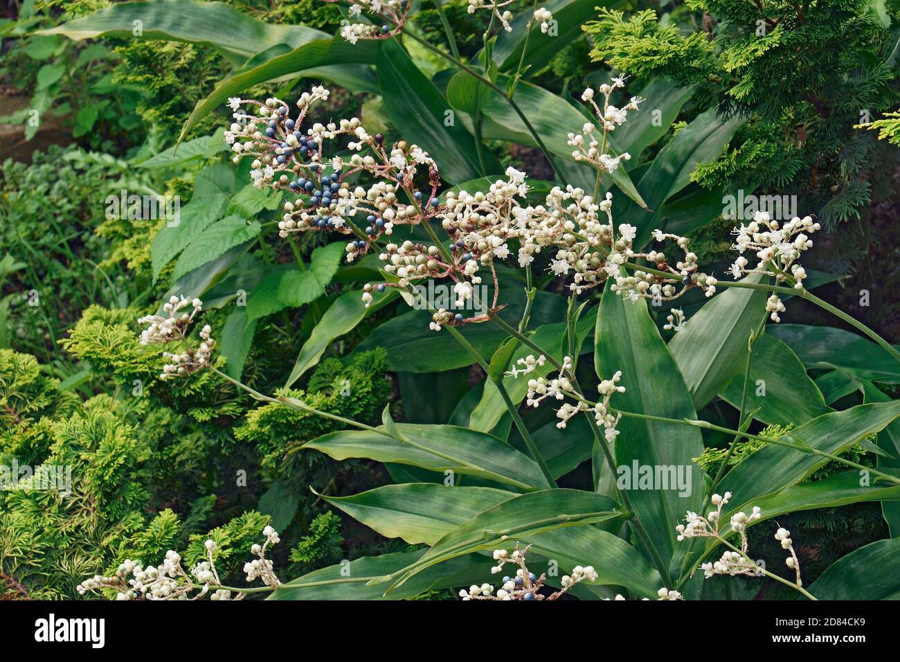 East Asian pollia (Pollia japonica). Called Yabumyoga and Spiderwort ...