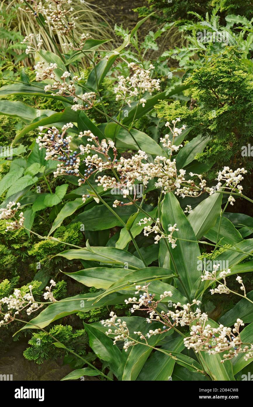 East Asian pollia (Pollia japonica). Called Yabumyoga and Spiderwort ...