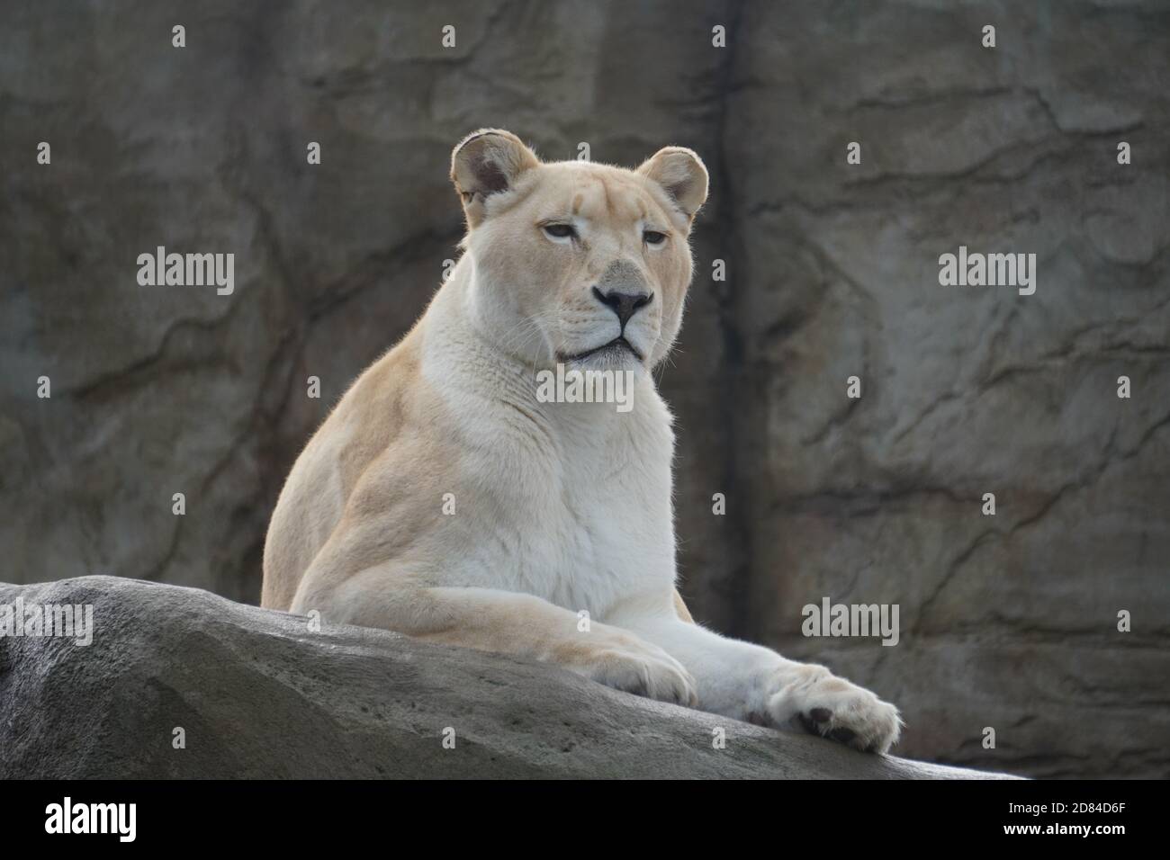 Paradise wildlife park white lion hi-res stock photography and images ...