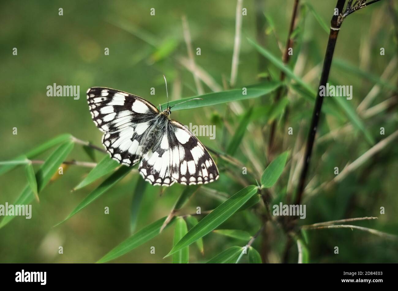 Cool butterfly on bamboo Stock Photo - Alamy