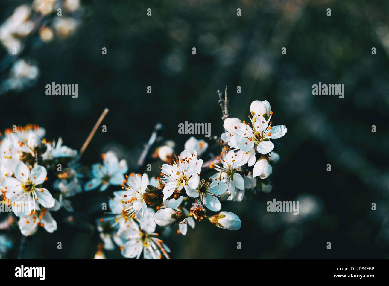Prunus flowers hi-res stock photography and images - Alamy