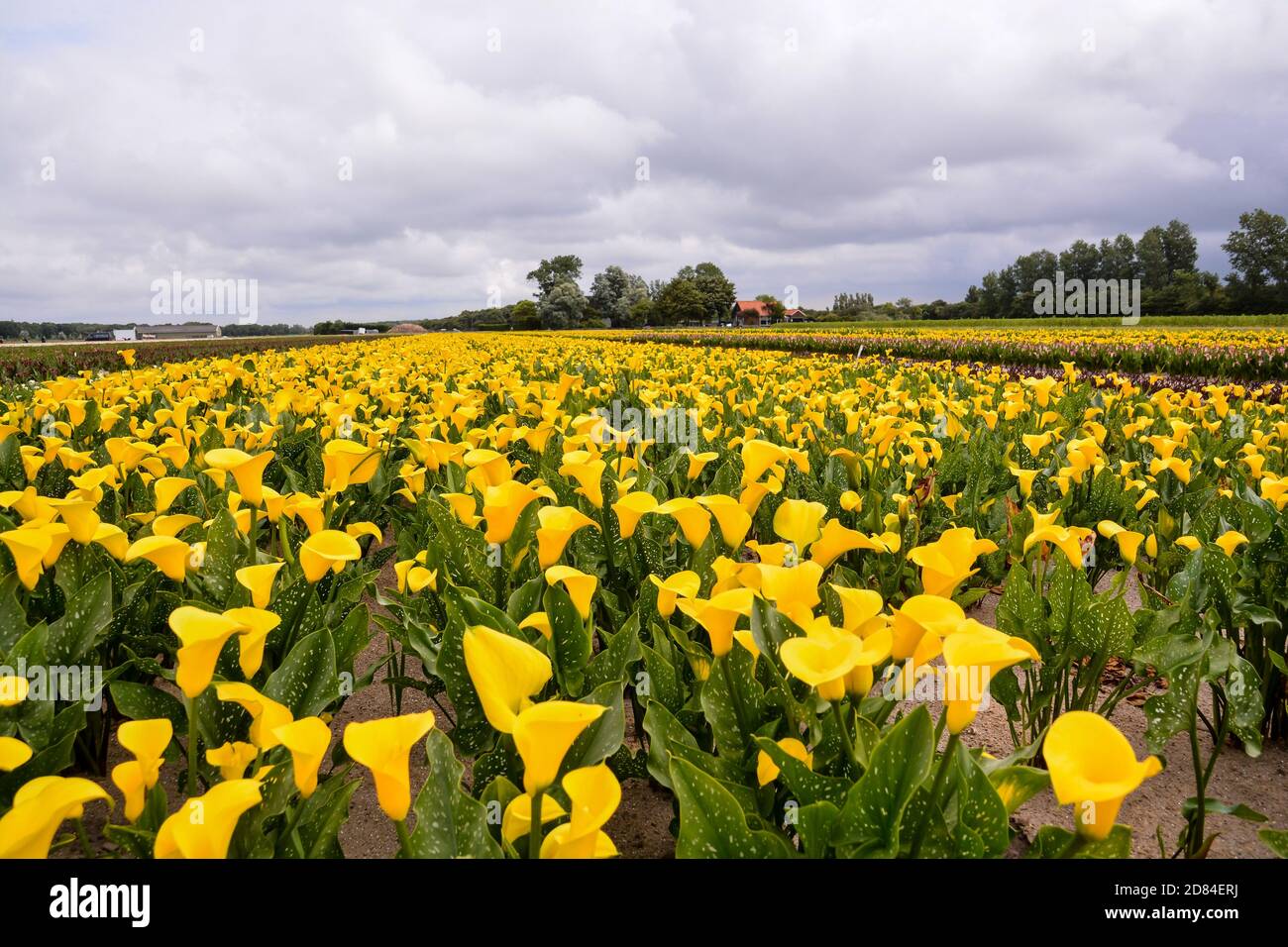 Calla garden field cultivation Stock Photo - Alamy